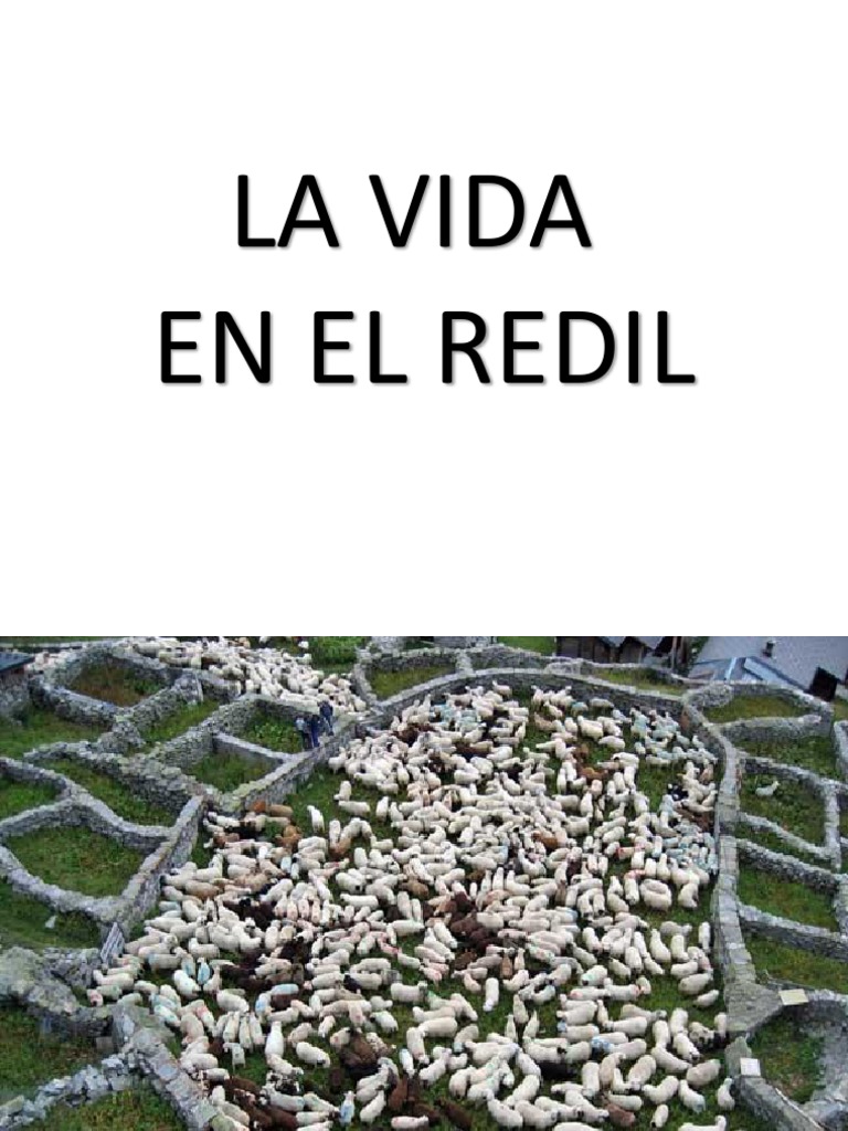 La Vida de Un Redil | PDF | Oveja