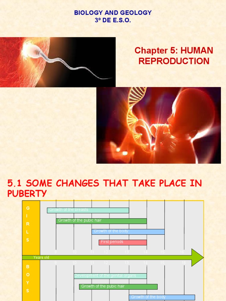 Chapter 5: HUMAN Reproduction: Biology and Geology 3º DE E.S.O | PDF ...