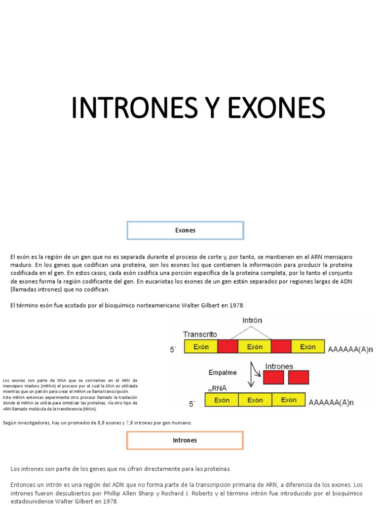 Intrones y Exones: Definición y Función | PDF | Intron | Exón