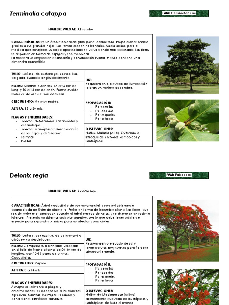 Fichas de Plantas | PDF | Arboles | Tallo de la planta