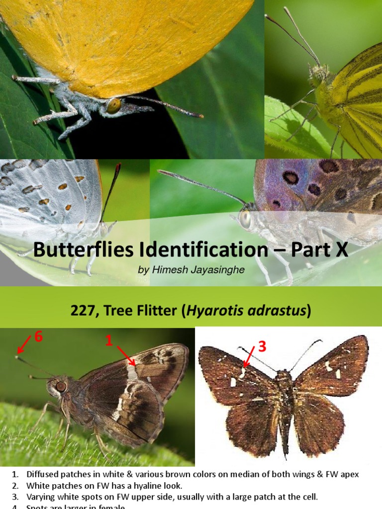 BCSSL Lec17 Butterfly Identification Part X | PDF | Butterfly | Lepidoptera