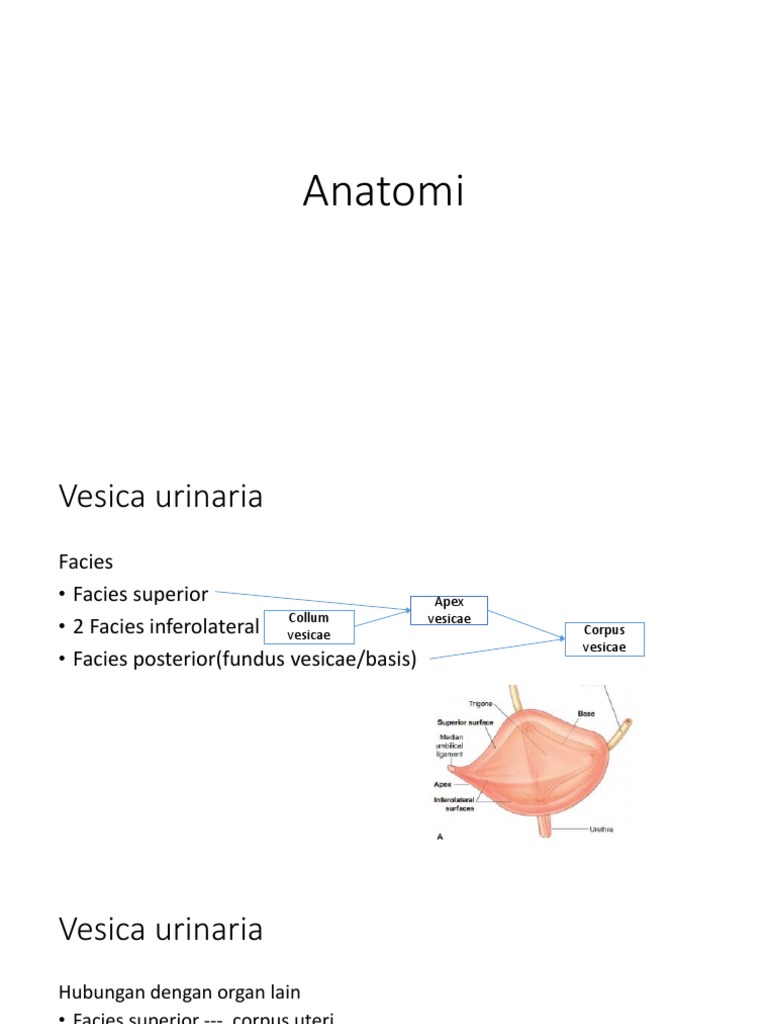 Anatomi Facies Vesicae Urinaria | PDF