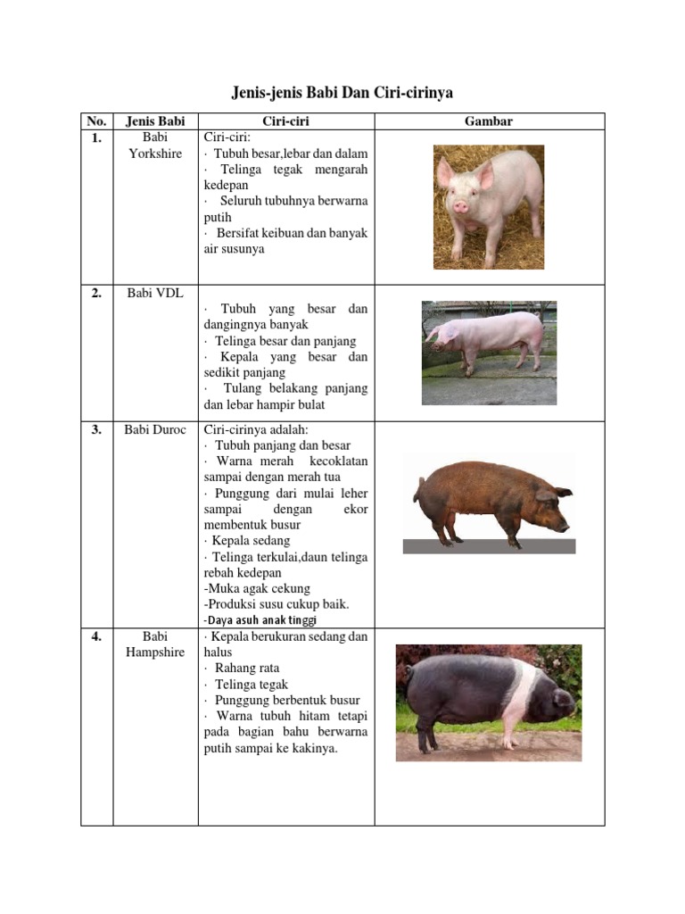 Jenis2 Babi | PDF