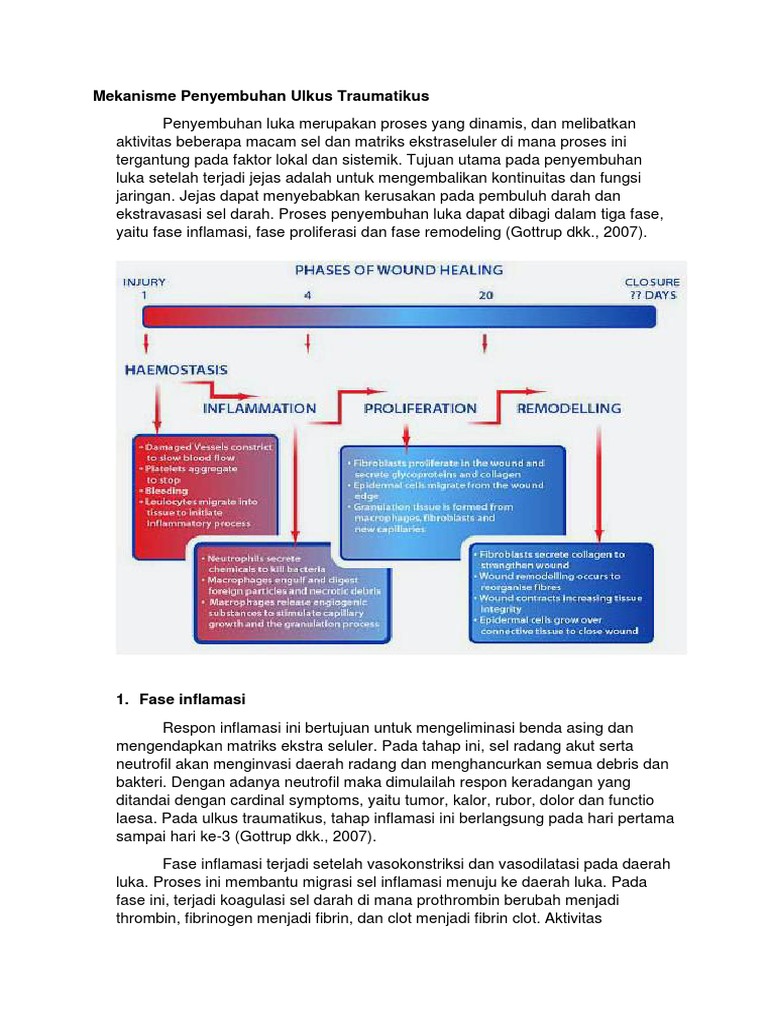 Mekanisme Penyembuhan Ulkus Traumatikus | PDF