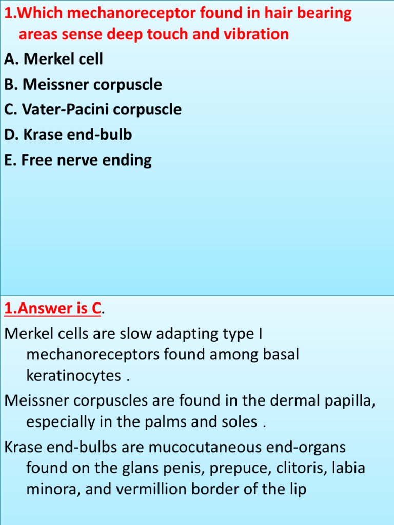 A. Merkel Cell B. Meissner Corpuscle C. Vater-Pacini Corpuscle D. Krase ...