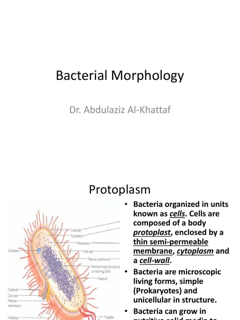 1-Bacterial Morphology | PDF | Bacteria | Cell Wall