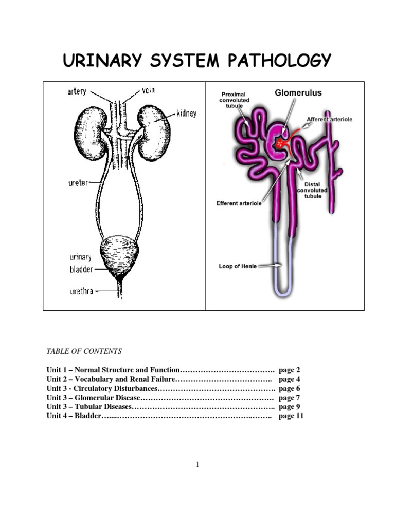 Urinary System Pathology Overview | PDF | Kidney | Urinary System