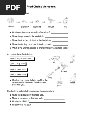 Food Chains And Food Webs Worksheet Answers Holt Science