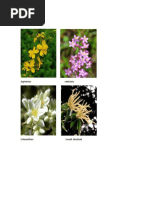 Ocean Crops in Coral Island Guide | PDF | Vegetables | Botany