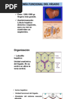 HEPAGRAS | PDF | Hígado | Bilis