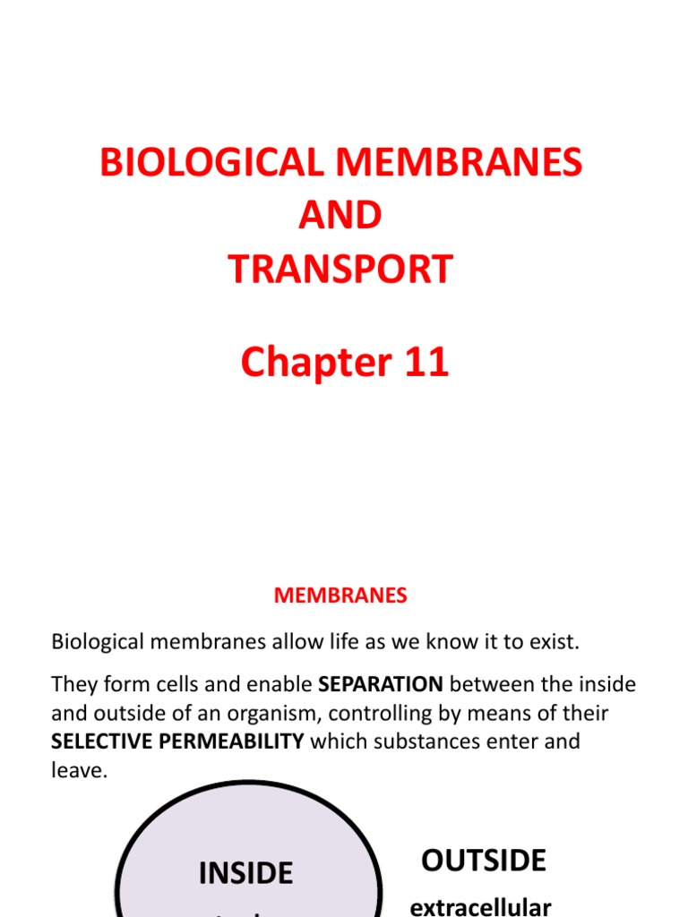 11 - Membranes | PDF | Biological Membrane | Cell Membrane