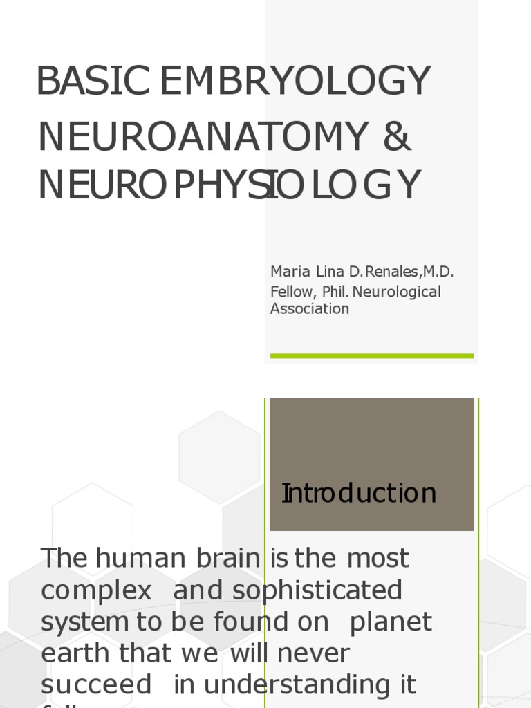 Basic Neuroanatomy | PDF | Chemical Synapse | Cerebellum