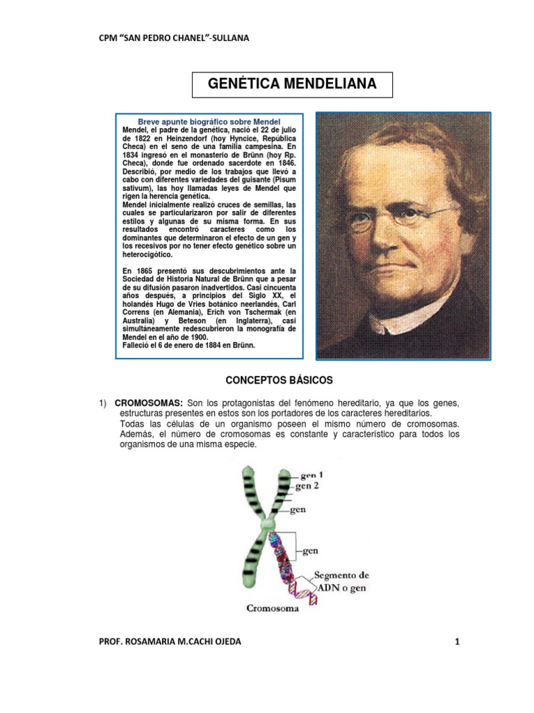 Introducción a la Genética Mendeliana | PDF | Dominancia (Genética) | Gene