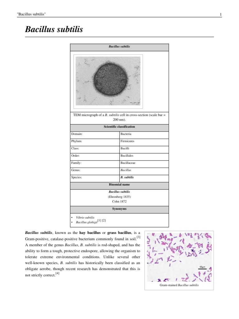 Bacillus subtilis Overview & Uses | PDF | Bacillus | Prokaryote