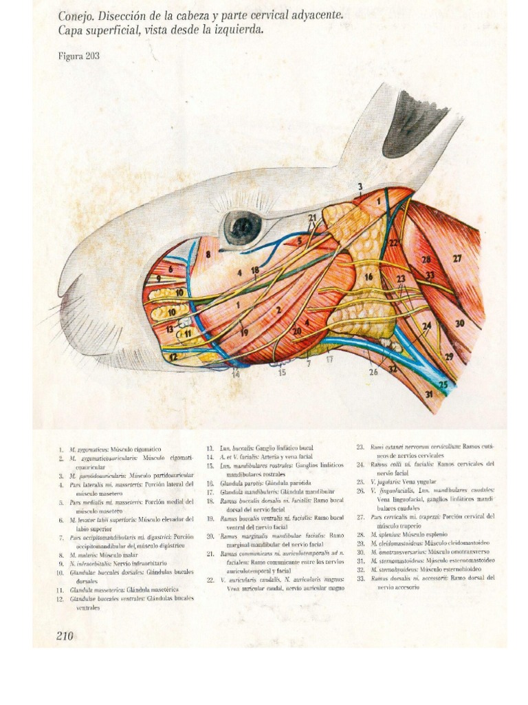 Anatomia Conejo | PDF