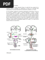 Tracto Rubroespinal | PDF | Cerebro | Neuroanatomía