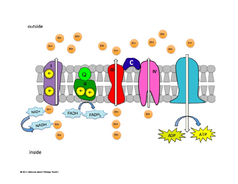 Electron Transport Chain Diagram | PDF | Nature