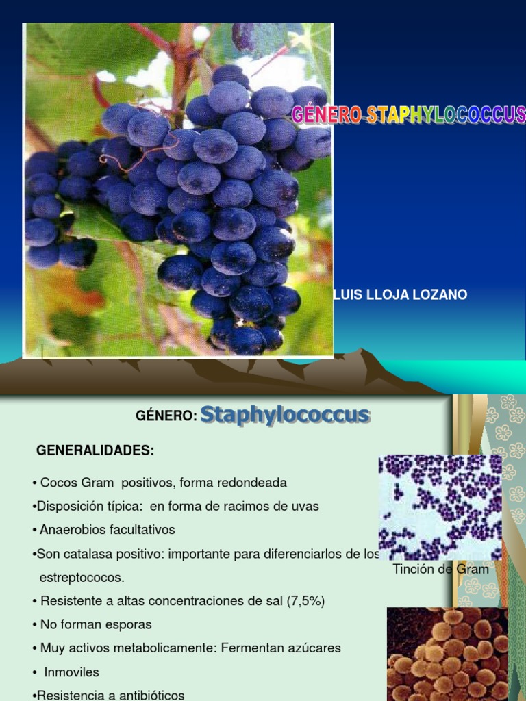 Staphylo y Strepto | Staphylococcus Aureus | Estreptococo
