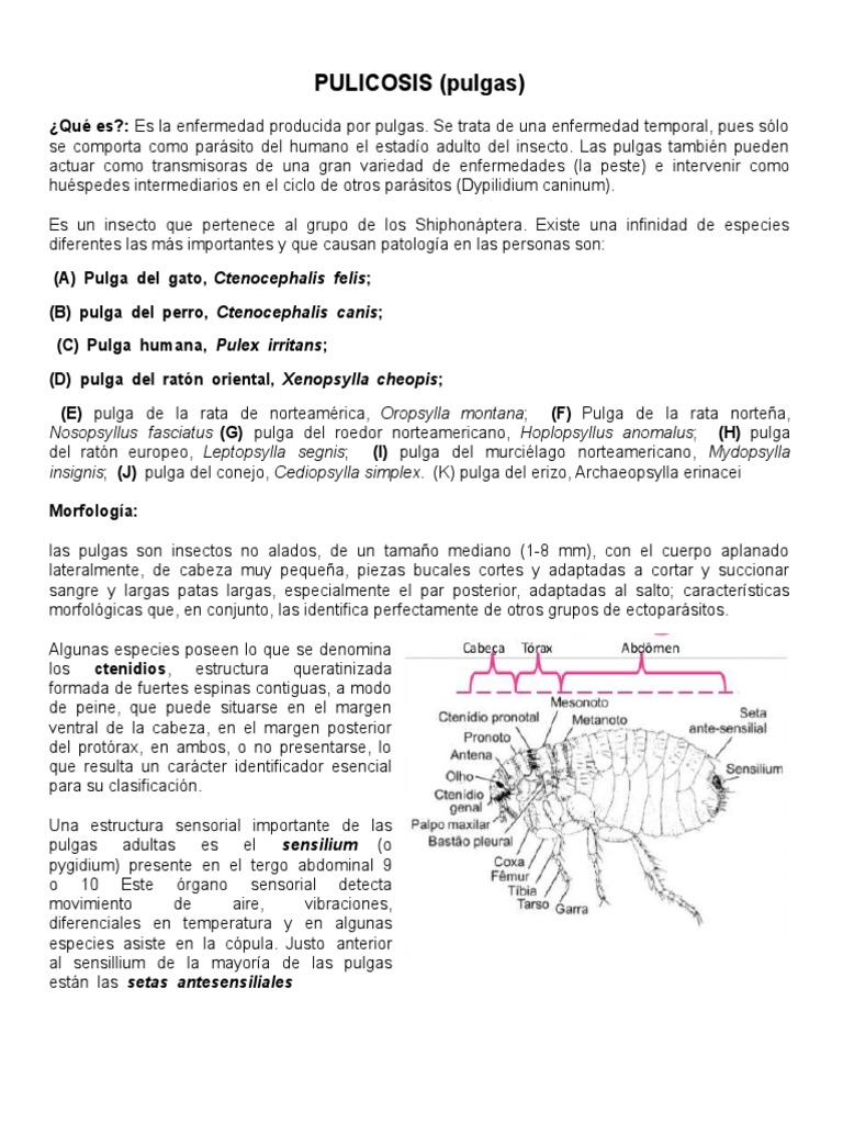 PULICOSIS | PDF | Bienestar | Medicina