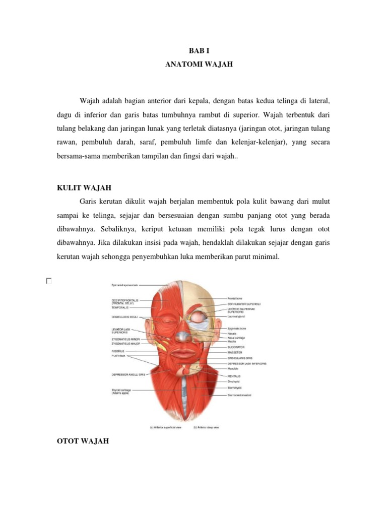 Anatomi dan Fisiologi Wajah Manusia | PDF