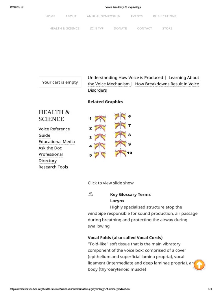 Voice Anatomy Physiology Pdf Human Voice Larynx