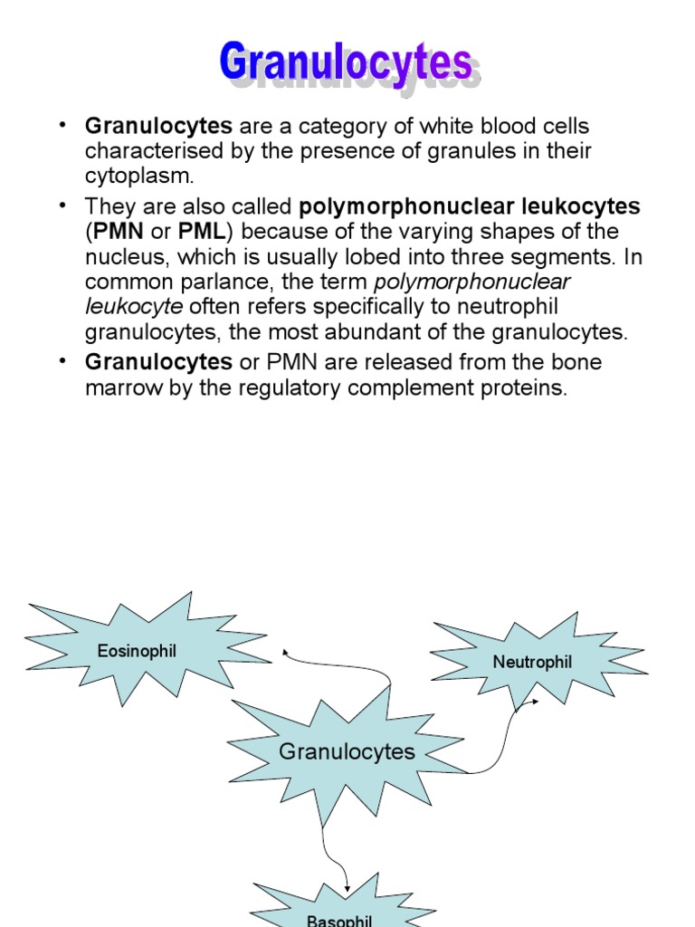 Granulocytes: Types and Functions Explained | PDF | Home & Garden ...