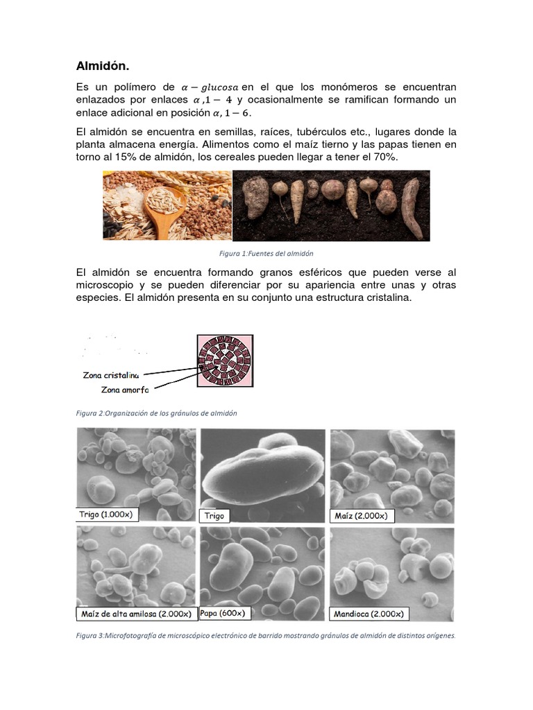 Almidón informe | Almidón | Glucosa