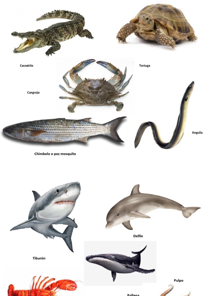 Animales de Rios, Lagos y Mar | PDF