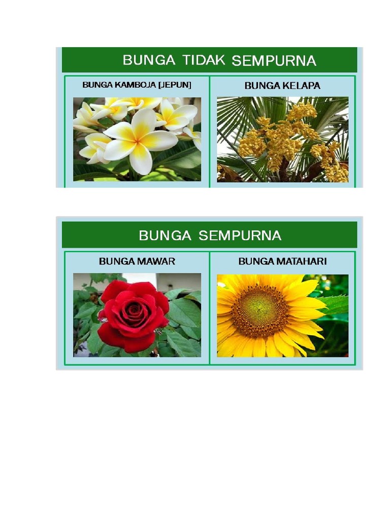 Karakteristik Bunga Sempurna dan Tidak Sempurna | PDF
