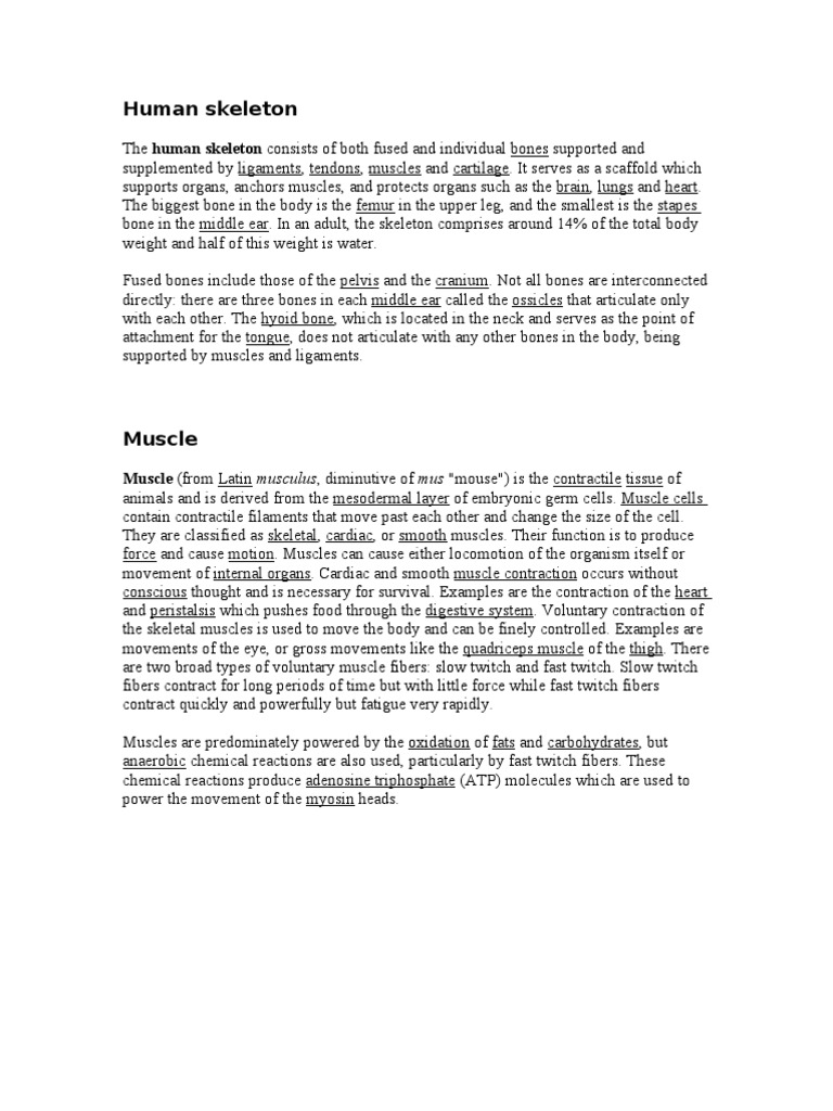 Human Skeleton: Muscle (From Latin Musculus, Diminutive of Mus "Mouse ...