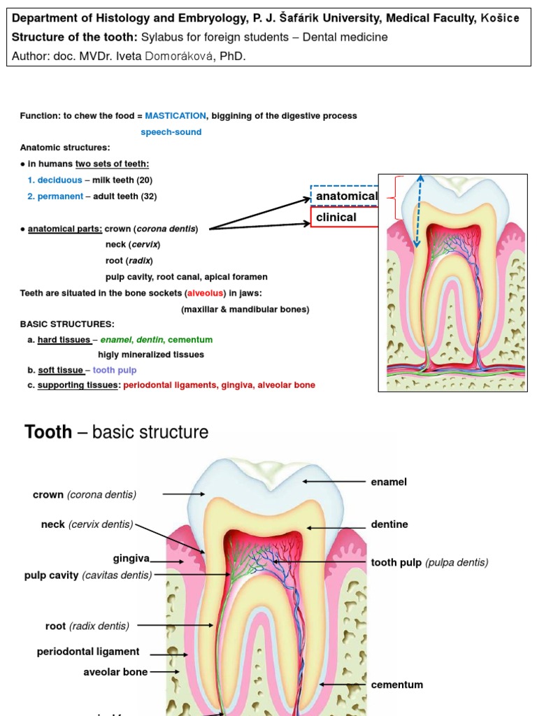 Structure of Tooth 2014 ID Topics | PDF | Dentin | Tooth Enamel