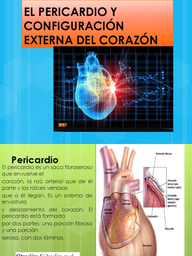 El Pericardio y Configuración Externa Del Corazón | Corazón | Tórax ...