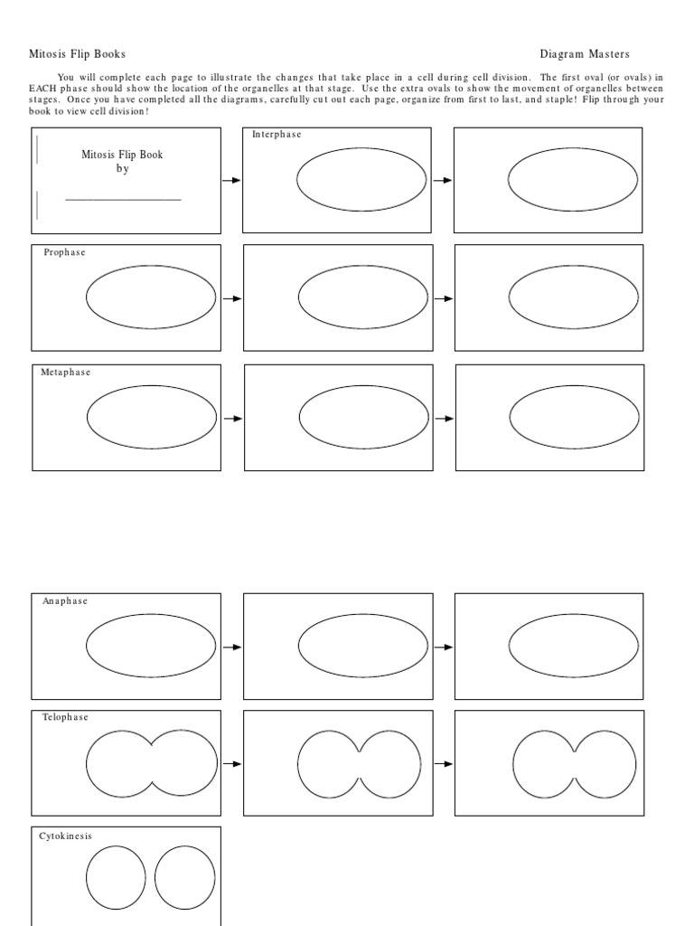 Mitosis Flip Book for Students | PDF