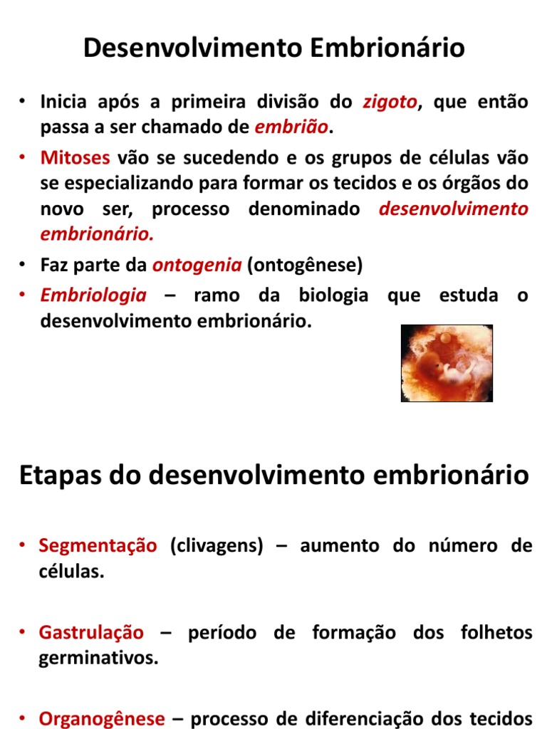 Desenvolvimento Embrionário: Processos, Etapas e Tipos de Segmentação ...