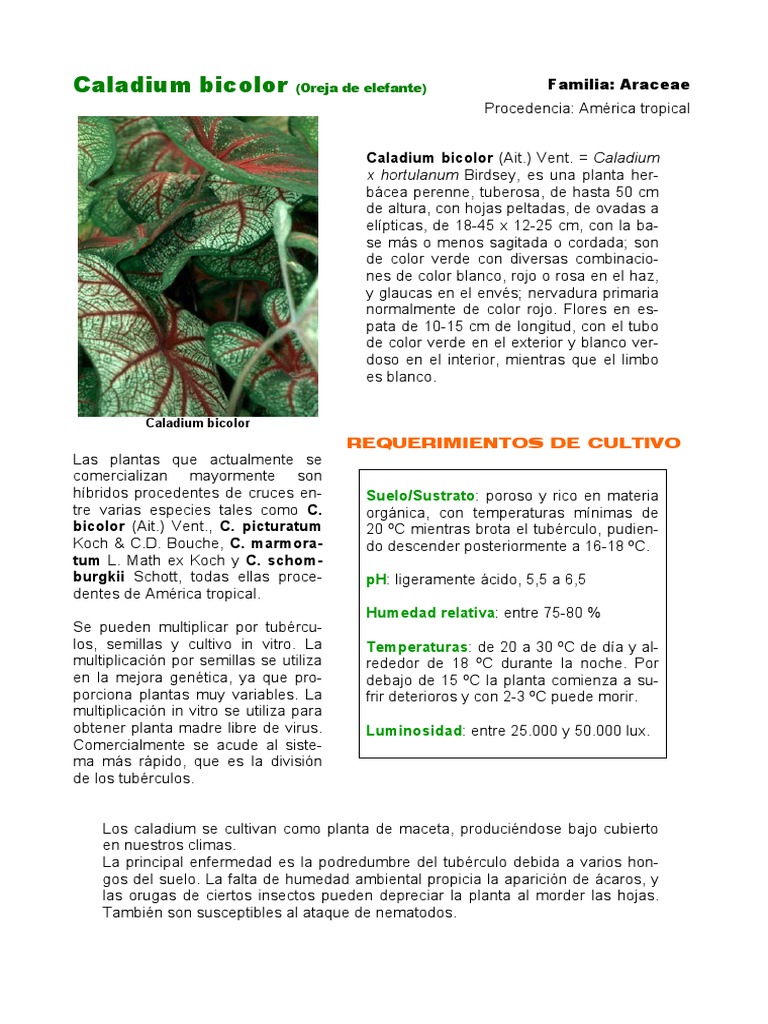 Caladium bicolor: Cultivo y cuidados | PDF | Plantas | Botánica