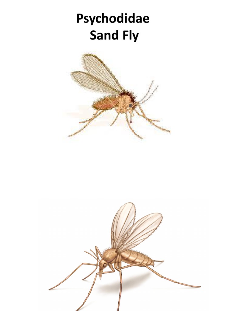 Psycholidae Sand Fly | PDF | Fly | Hexapoda