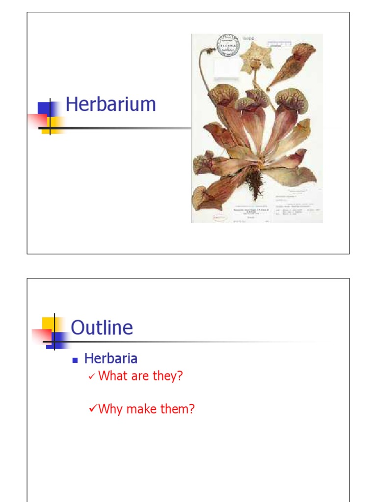 Herbarium PDF | PDF | Plants | Horticulture And Gardening