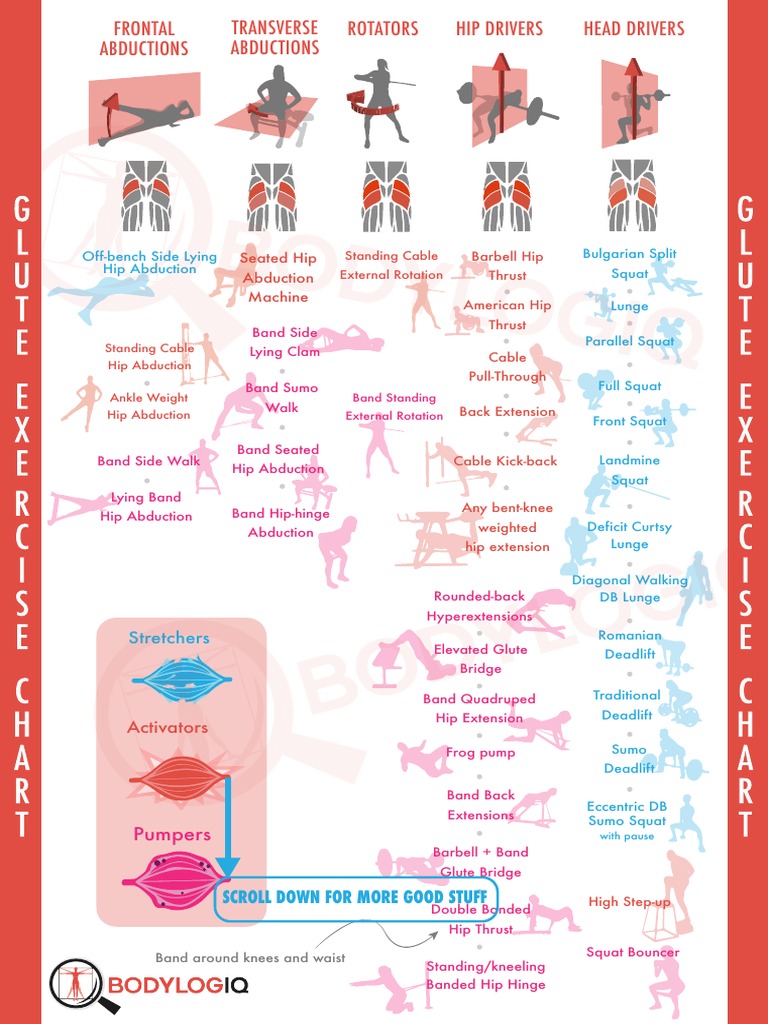 Glute Workouts & Nutrition Guide | PDF | Anatomical Terms Of Motion ...