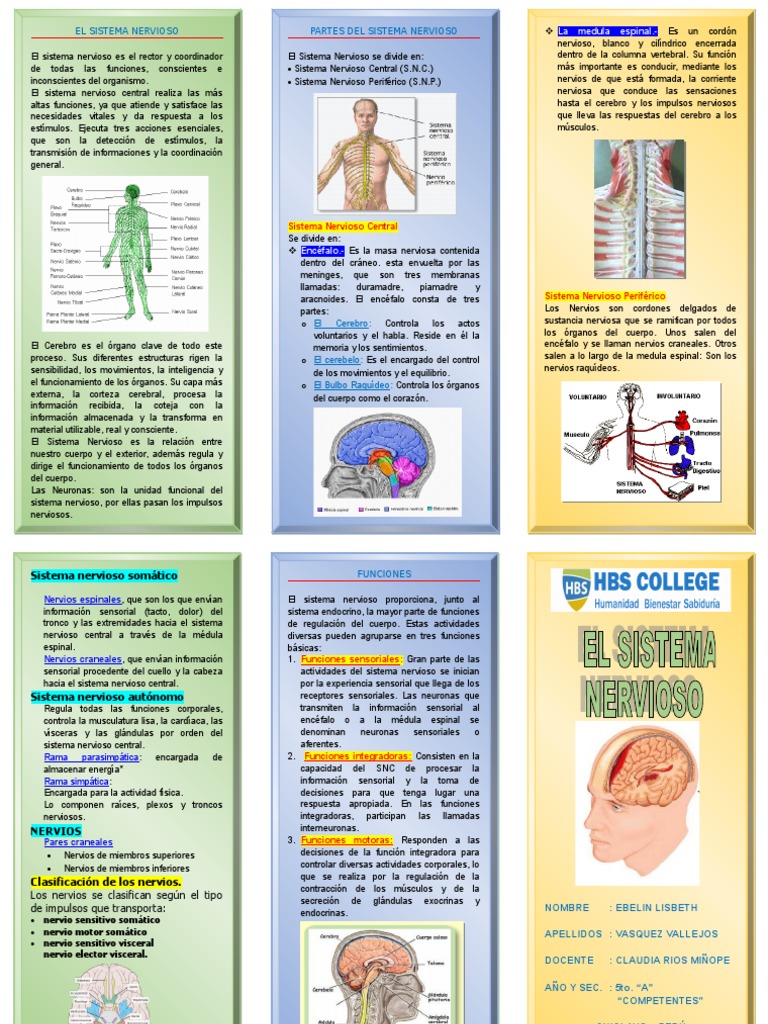 El Sistema Nervioso Triptico | PDF | Sistema nervioso central | Sistema nervioso