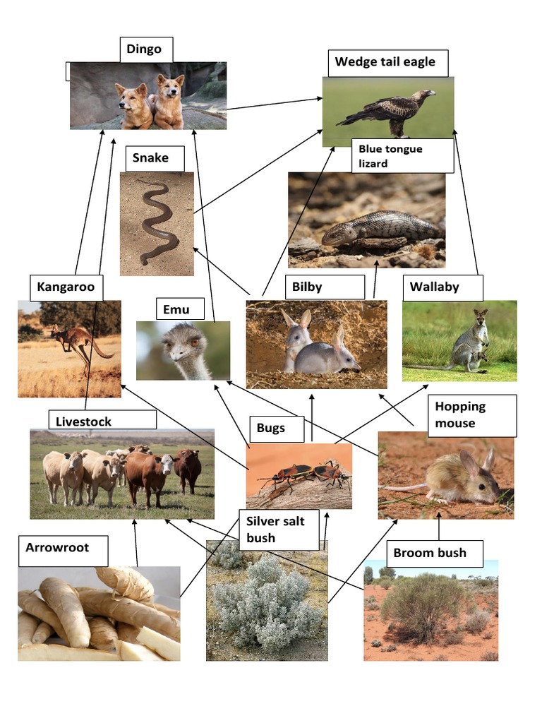 Food Web | PDF | Diprotodonts | Mammals Of Australia