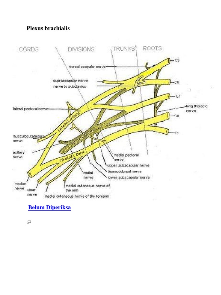 Plexus Brachialis | PDF