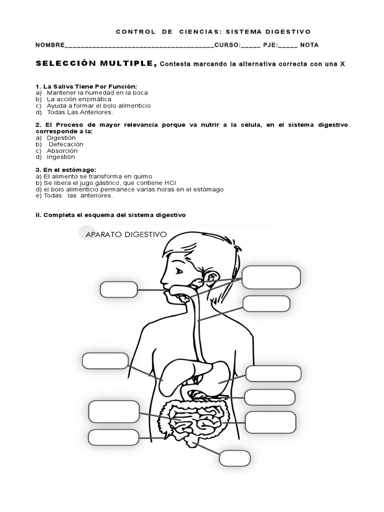 Prueba Sistema Digestivo | PDF | Sistema digestivo humano | Digestión