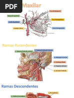 (Anatomía) Triángulos de Pirogoff y Béclard | PDF | Medicina CLINICA ...
