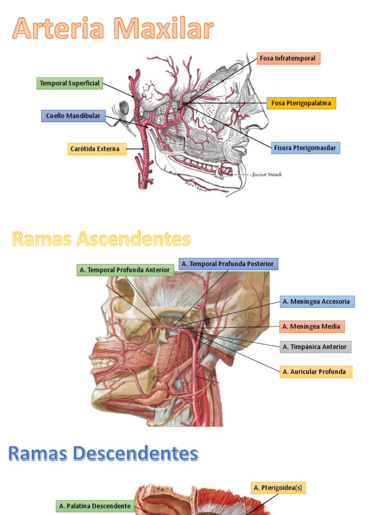 Anatomía De La Arteria Maxilar Interna Cara Y Cuello IRM | E Anatomy
