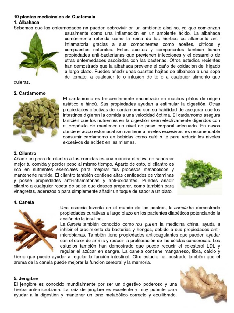 10 Plantas Medicinales De Guatemala Pdf Digestión Alimentos