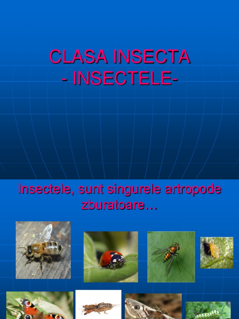 Clasa Insecta | PDF