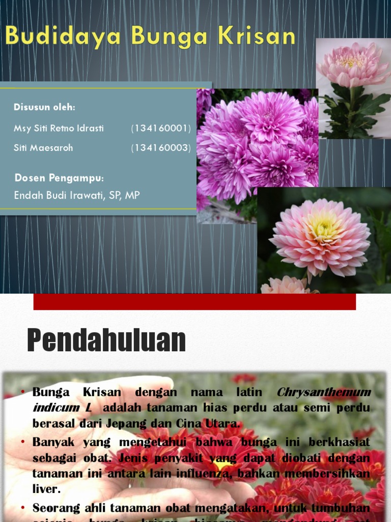 Panduan Budidaya Krisan | PDF