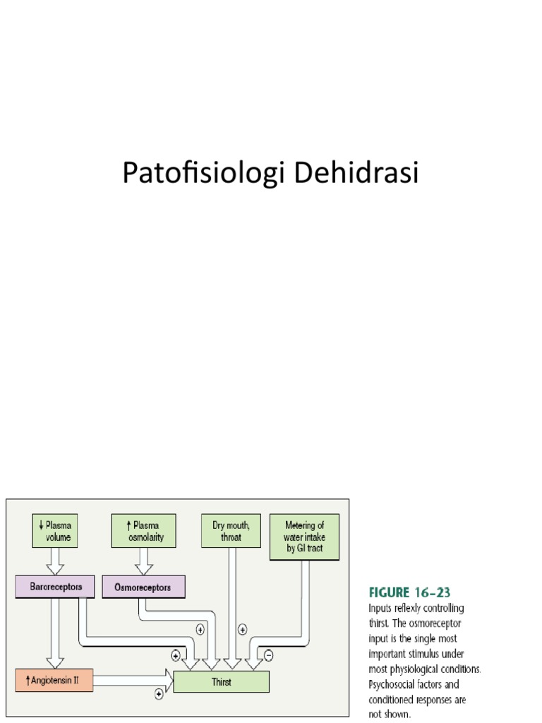Patofisiologi Dehidrasi | PDF