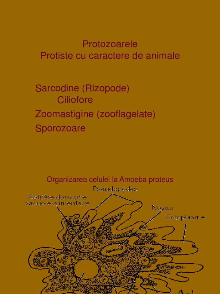 Protozoare | PDF