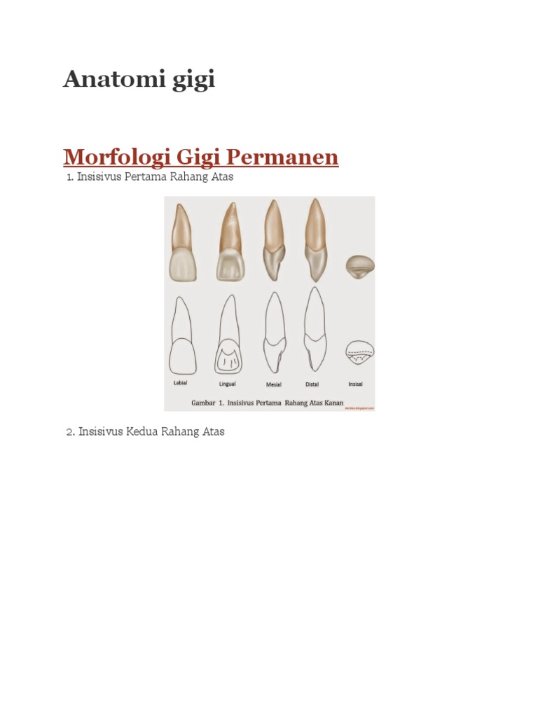 Morfologi dan Fungsi Gigi Molar | PDF